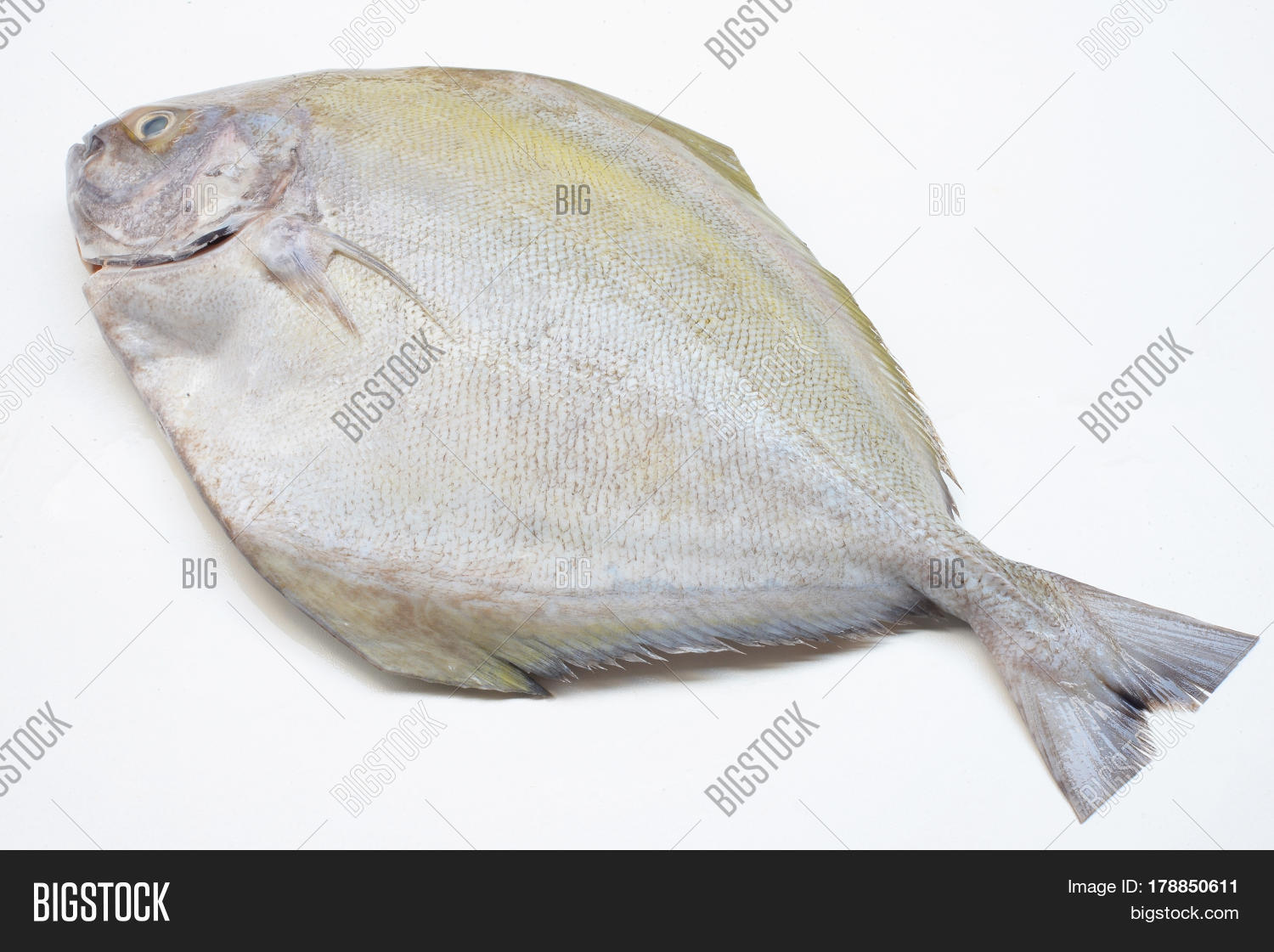 Black Pomfret Fish Image & Photo (Free Trial) | Bigstock