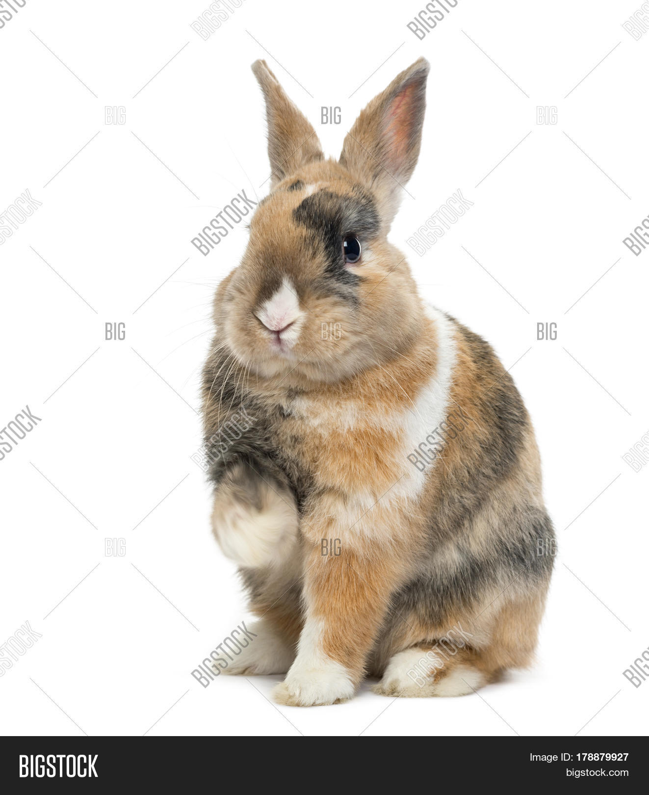 Multicolored Rabbit Image & Photo (Free Trial) | Bigstock