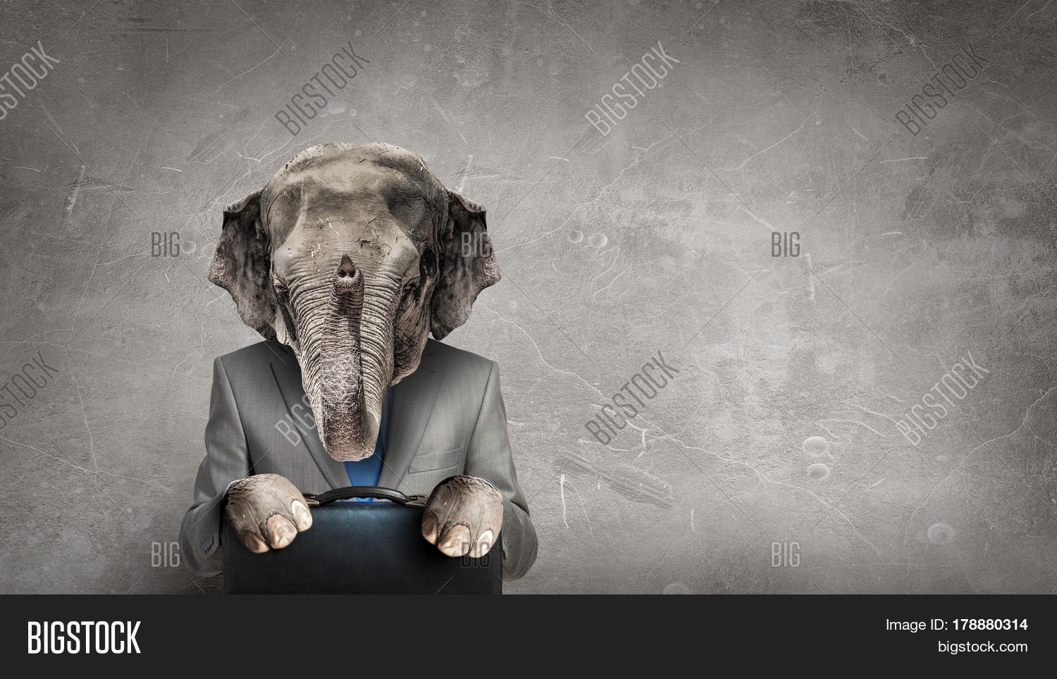 Elephant Dressed Image & Photo (Free Trial) | Bigstock