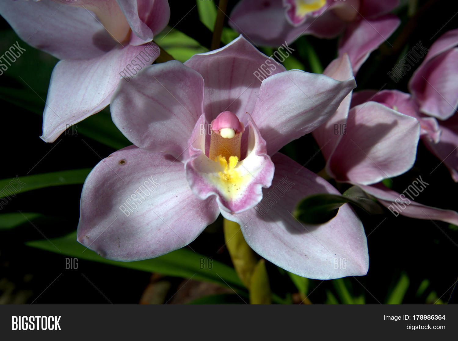 Cymbidium Orchid Image & Photo (Free Trial) | Bigstock