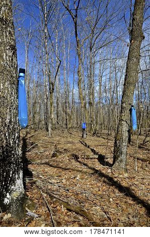 Blue Bags Hangs Maple Image & Photo (Free Trial) | Bigstock