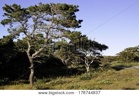 Wide View Pitch Pine Image & Photo (Free Trial) | Bigstock