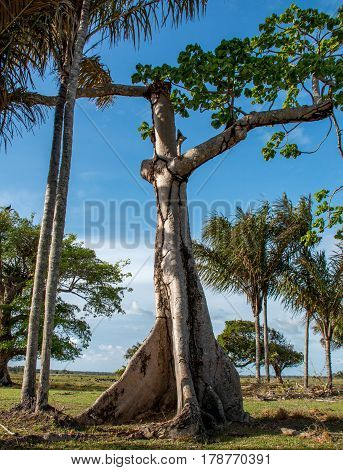 Giant Ceiba Tree Image & Photo (Free Trial) | Bigstock