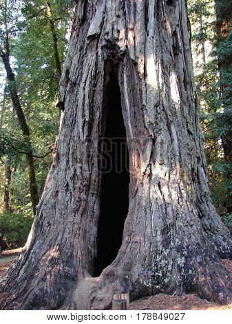 Long Scar Redwood Tree Image & Photo (Free Trial) | Bigstock