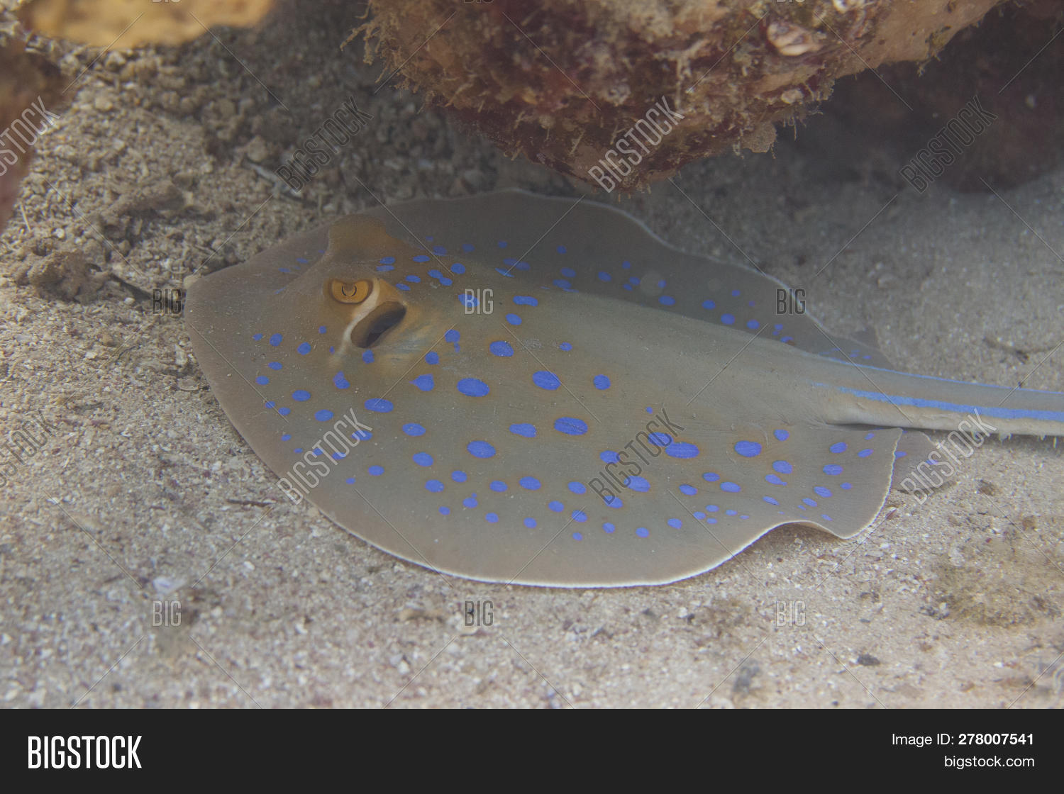 Bluespotted Stingray Image & Photo (Free Trial) | Bigstock