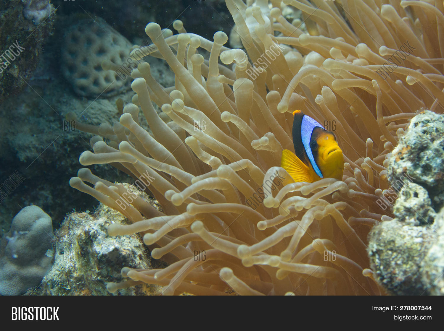 Red Sea Anemonefish Image & Photo (Free Trial) | Bigstock