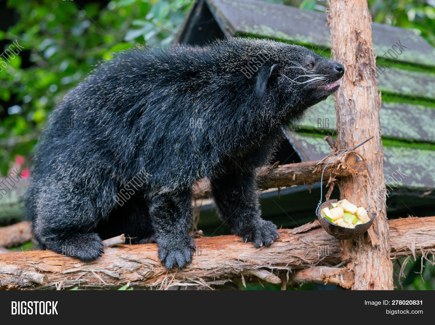Arctictis Binturong Image & Photo (Free Trial) | Bigstock