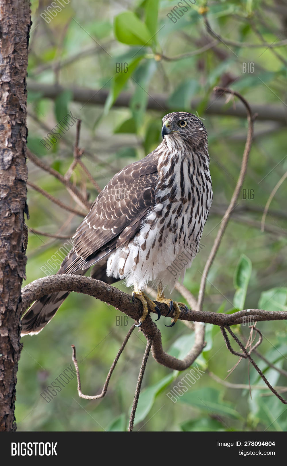 Coopers Hawk Perches Image & Photo (Free Trial) | Bigstock