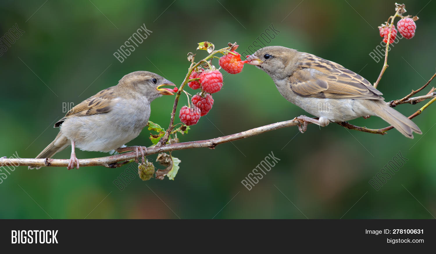 House Sparrows Feeding