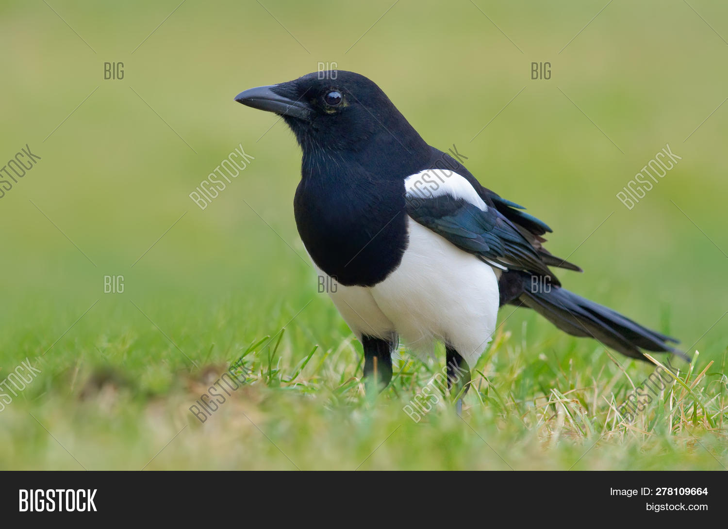 Eurasian Magpie Stands Image & Photo (Free Trial) | Bigstock