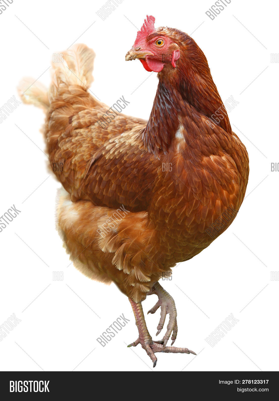 Beautiful Brown Hen Image & Photo (Free Trial) | Bigstock