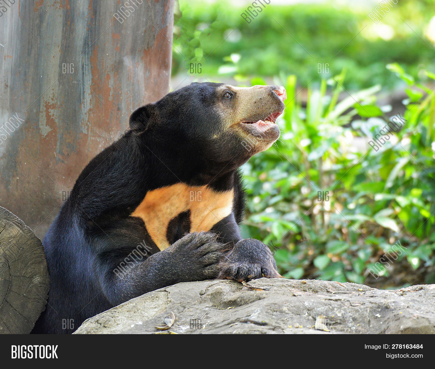 Black Sun Bear Image & Photo (Free Trial) | Bigstock