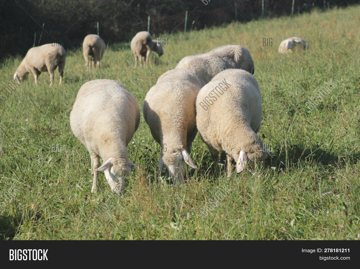 Flock Sheep Kept Image & Photo (Free Trial) | Bigstock