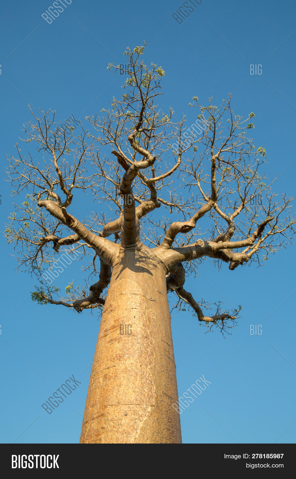 Beautiful Baobab Trees Image & Photo (Free Trial) | Bigstock
