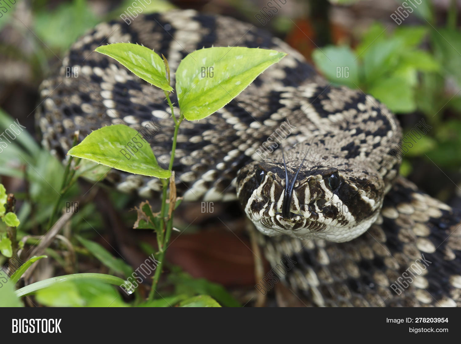 Eastern Diamondback Image & Photo (Free Trial) | Bigstock