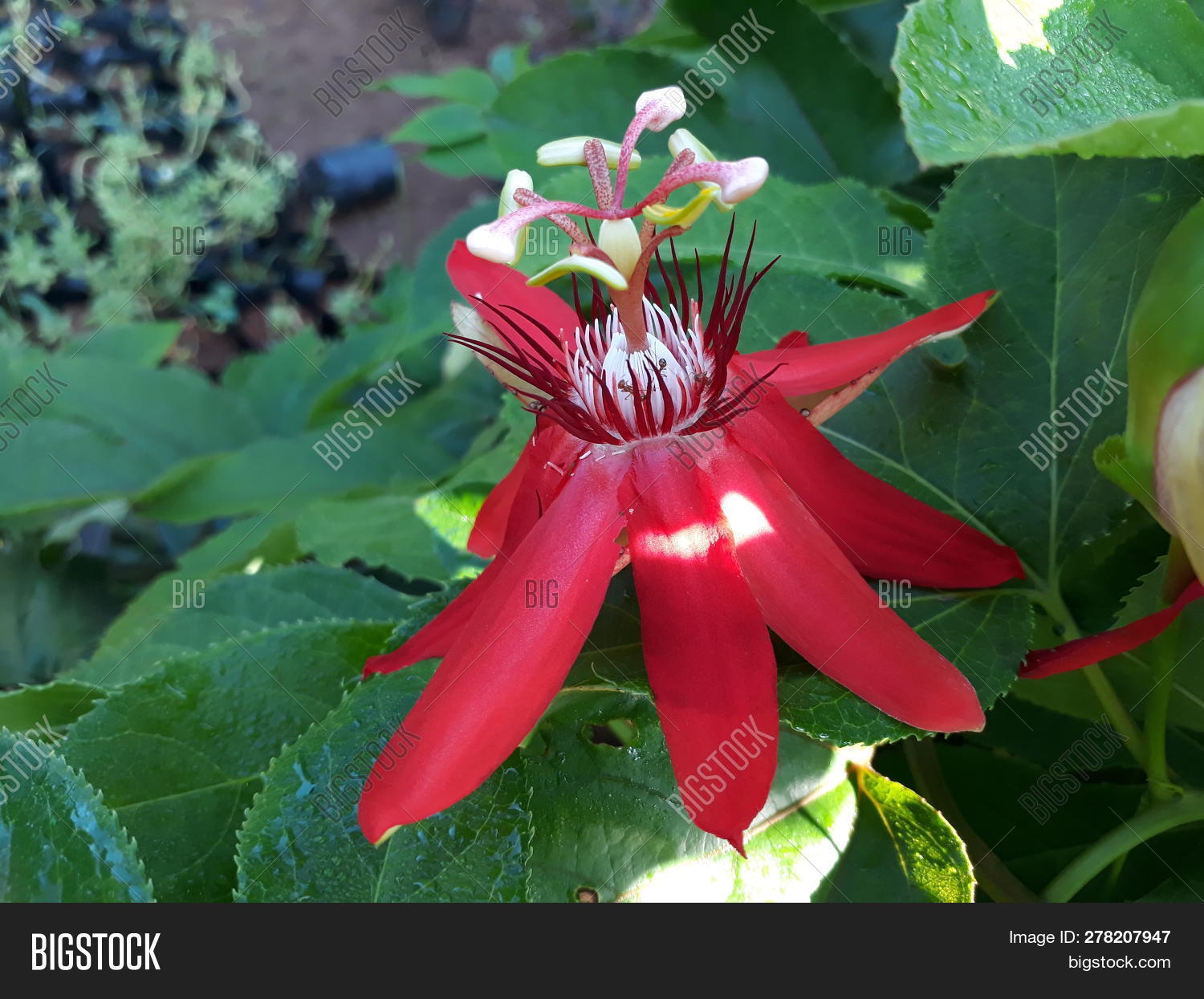 Passiflora Incarnata, Image & Photo (Free Trial) | Bigstock