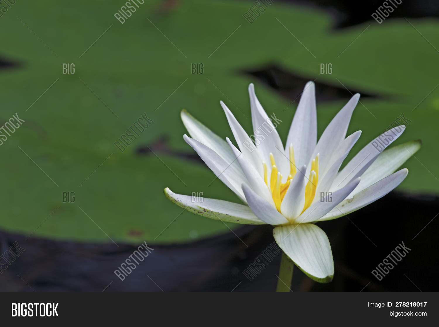 White Water Lily Image & Photo (Free Trial) | Bigstock