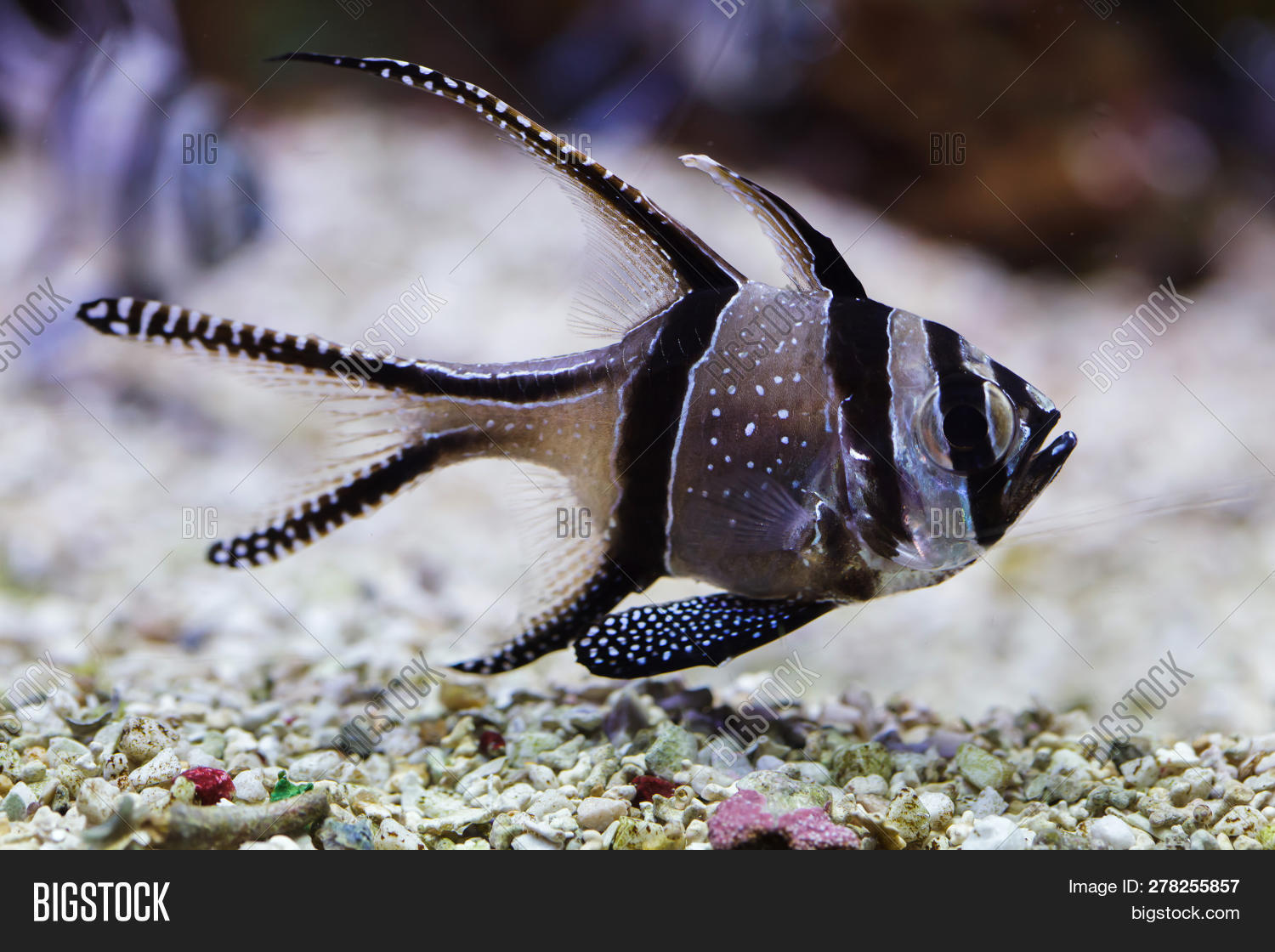 Banggai Cardinalfish ( Image & Photo (Free Trial) | Bigstock