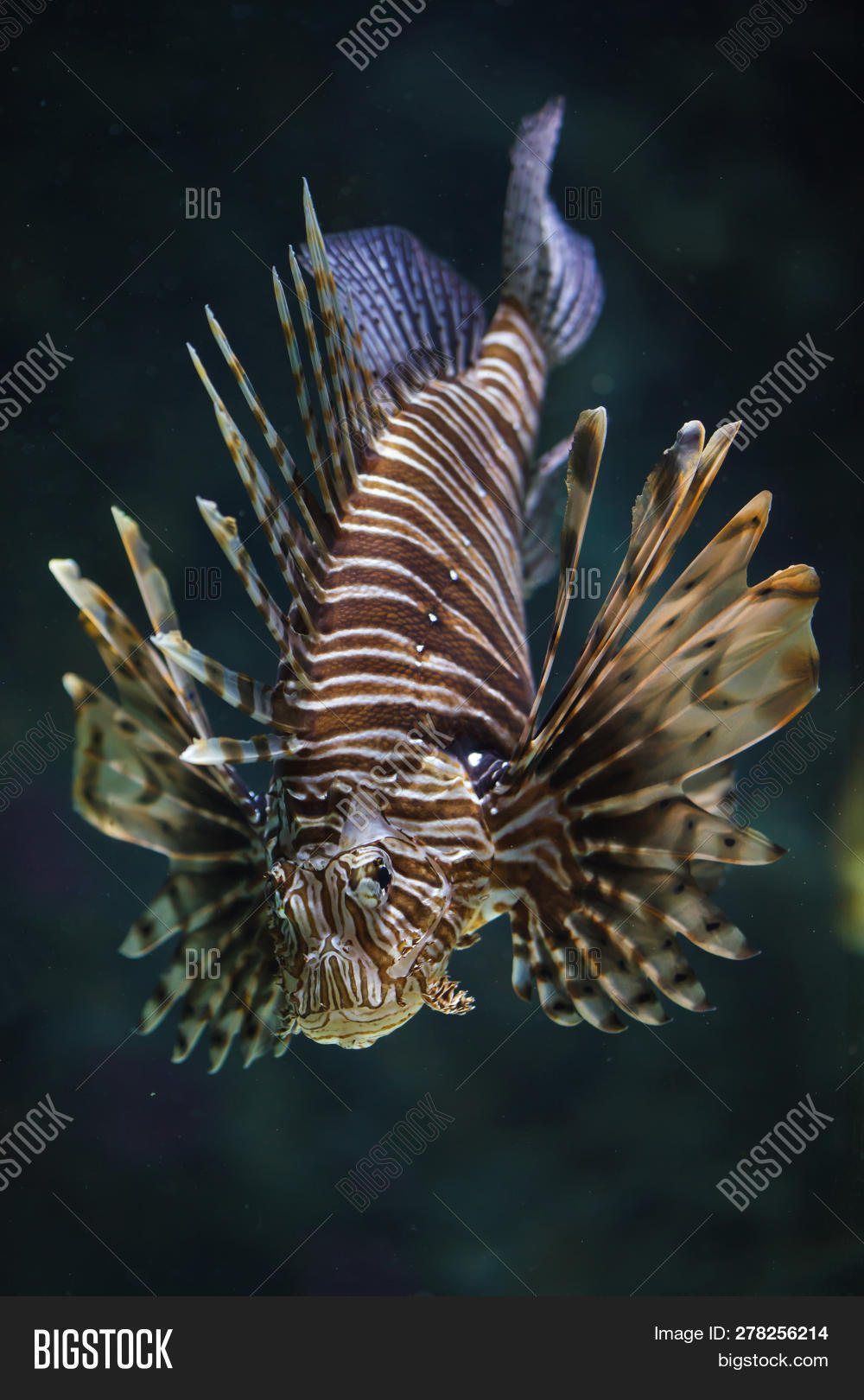 Red Lionfish (Pterois Image & Photo (Free Trial) | Bigstock