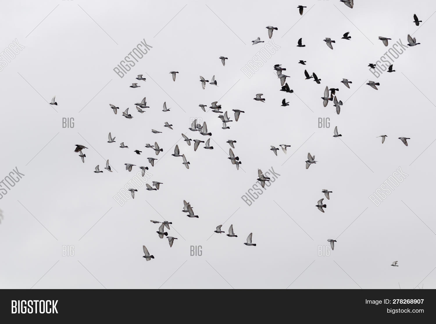 Large Group Many Image & Photo (Free Trial) | Bigstock