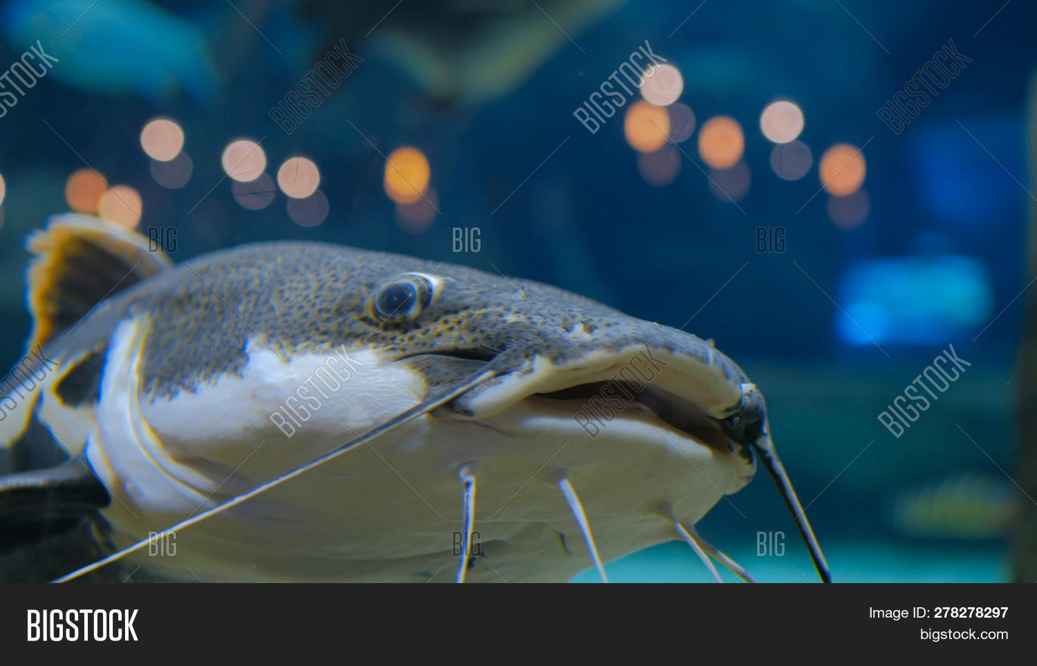 Big Catfish. Image & Photo (Free Trial) | Bigstock