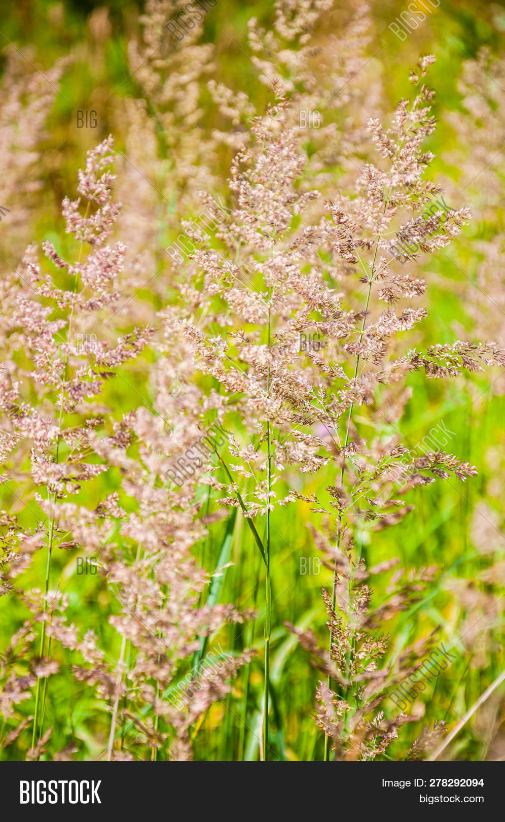 Wild Growing Poa Grass Image & Photo (Free Trial) | Bigstock