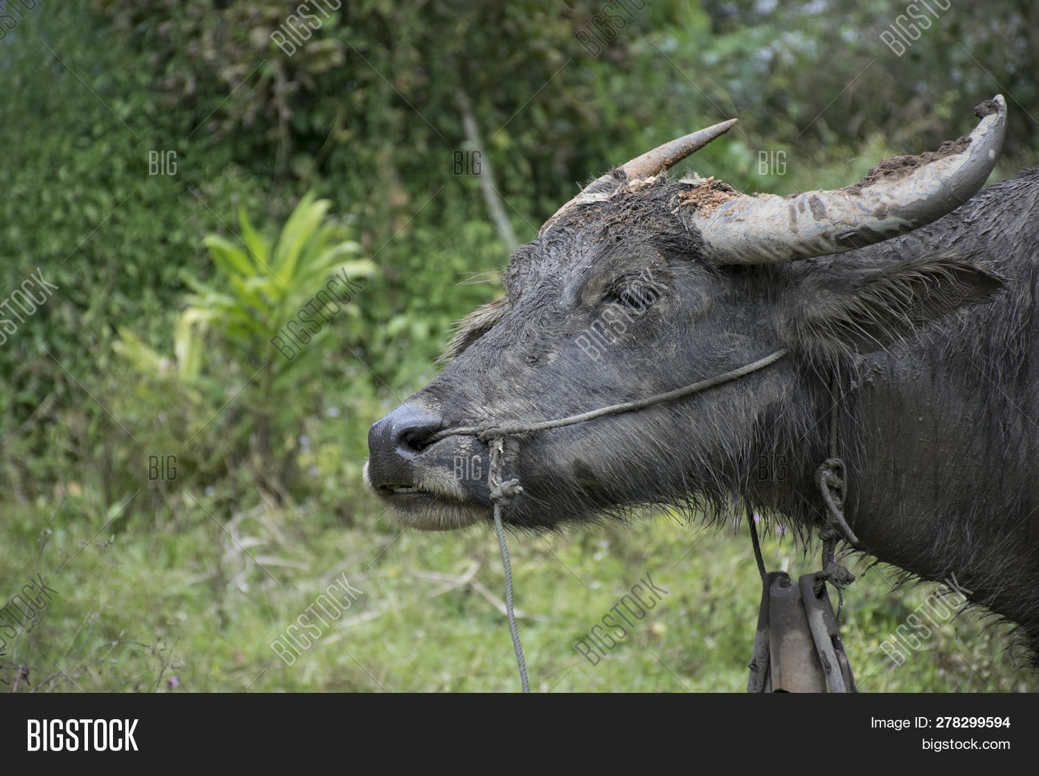 Close Water Buffalo On Image & Photo (Free Trial) | Bigstock