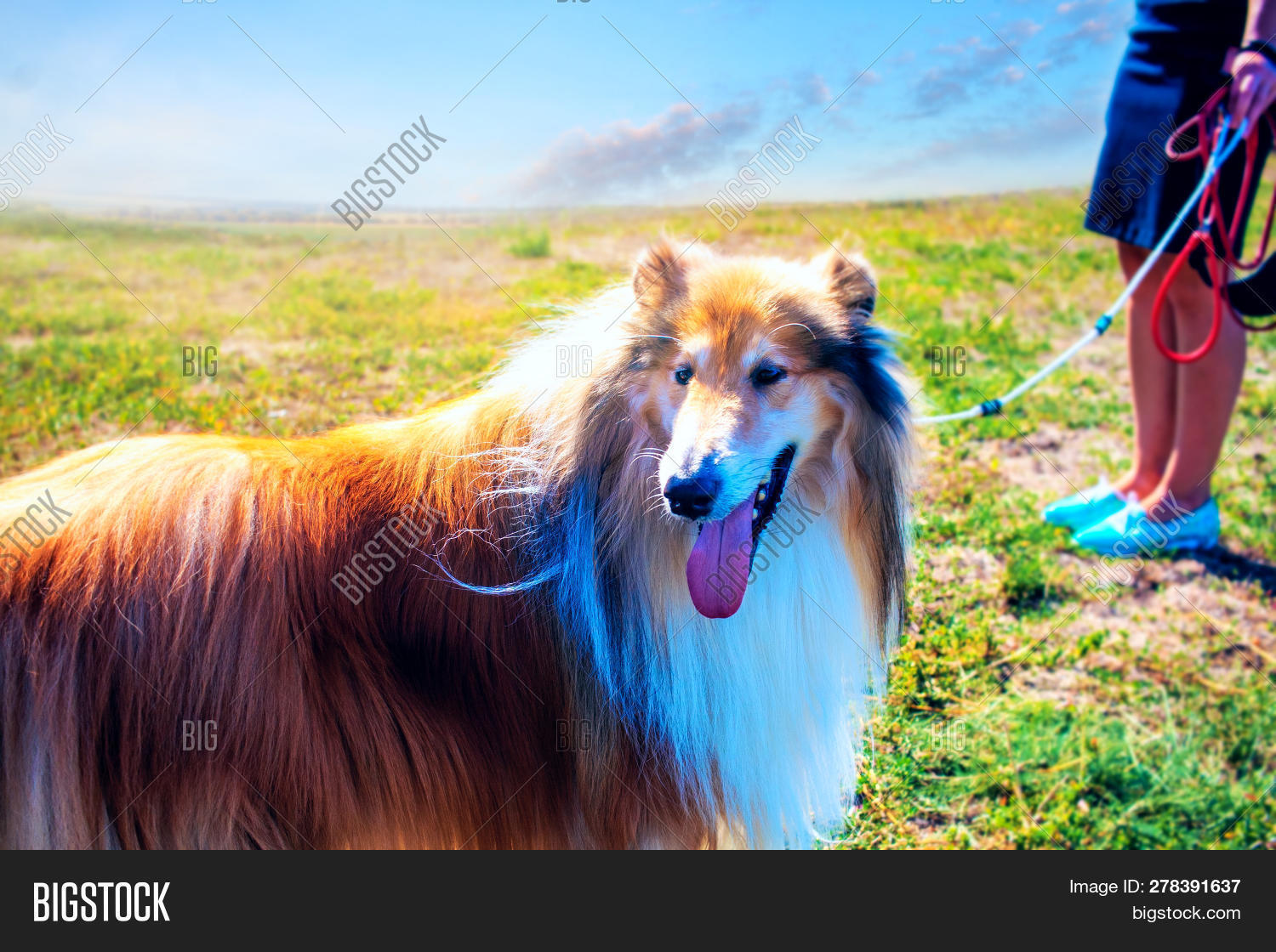 American Staffordshire Image & Photo (Free Trial) | Bigstock
