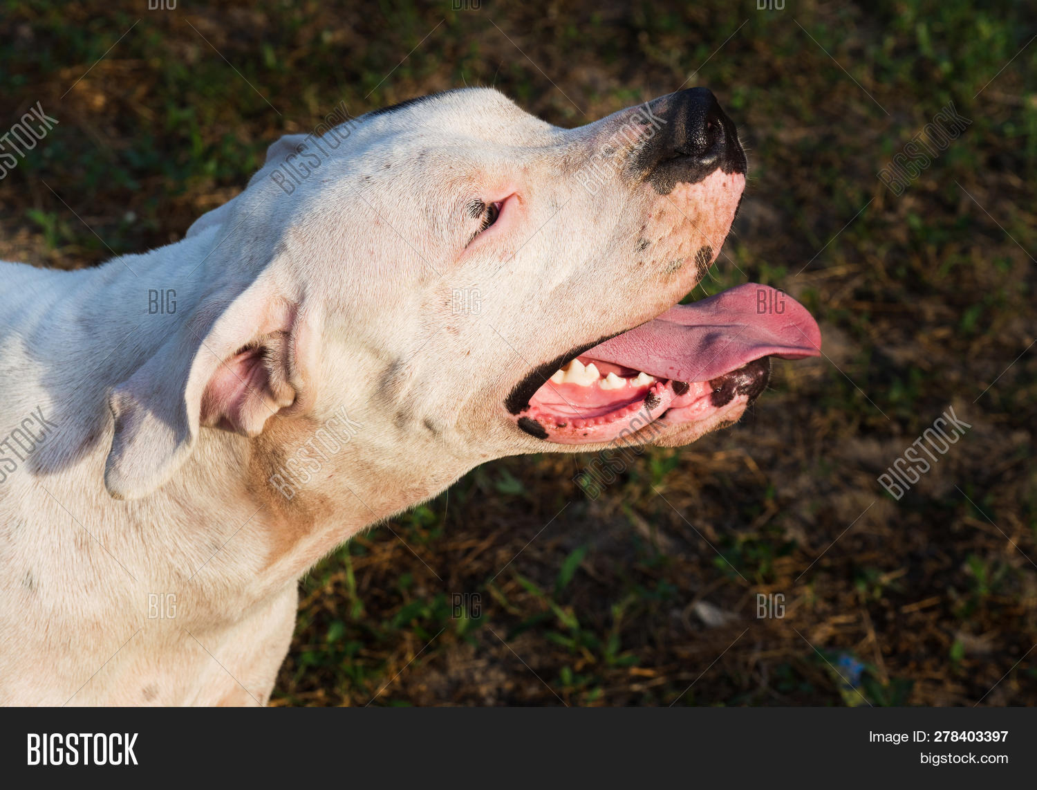 Cabeza De Dogo