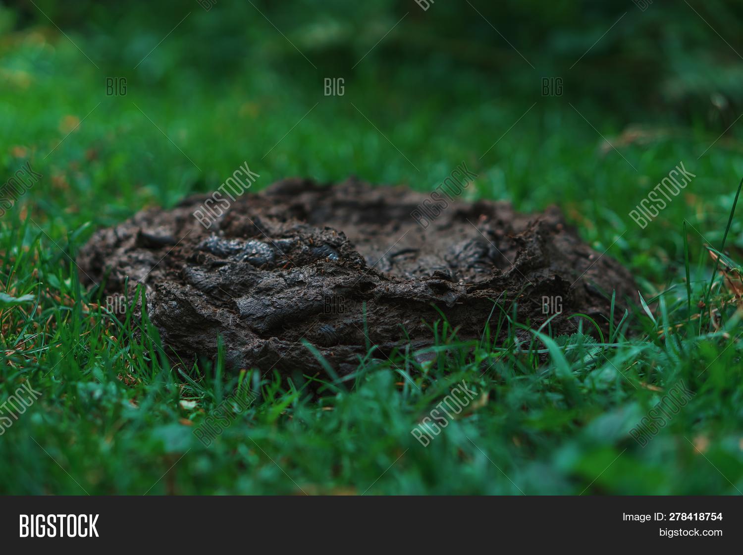 Dung After Cow. Cow Image & Photo (Free Trial) | Bigstock