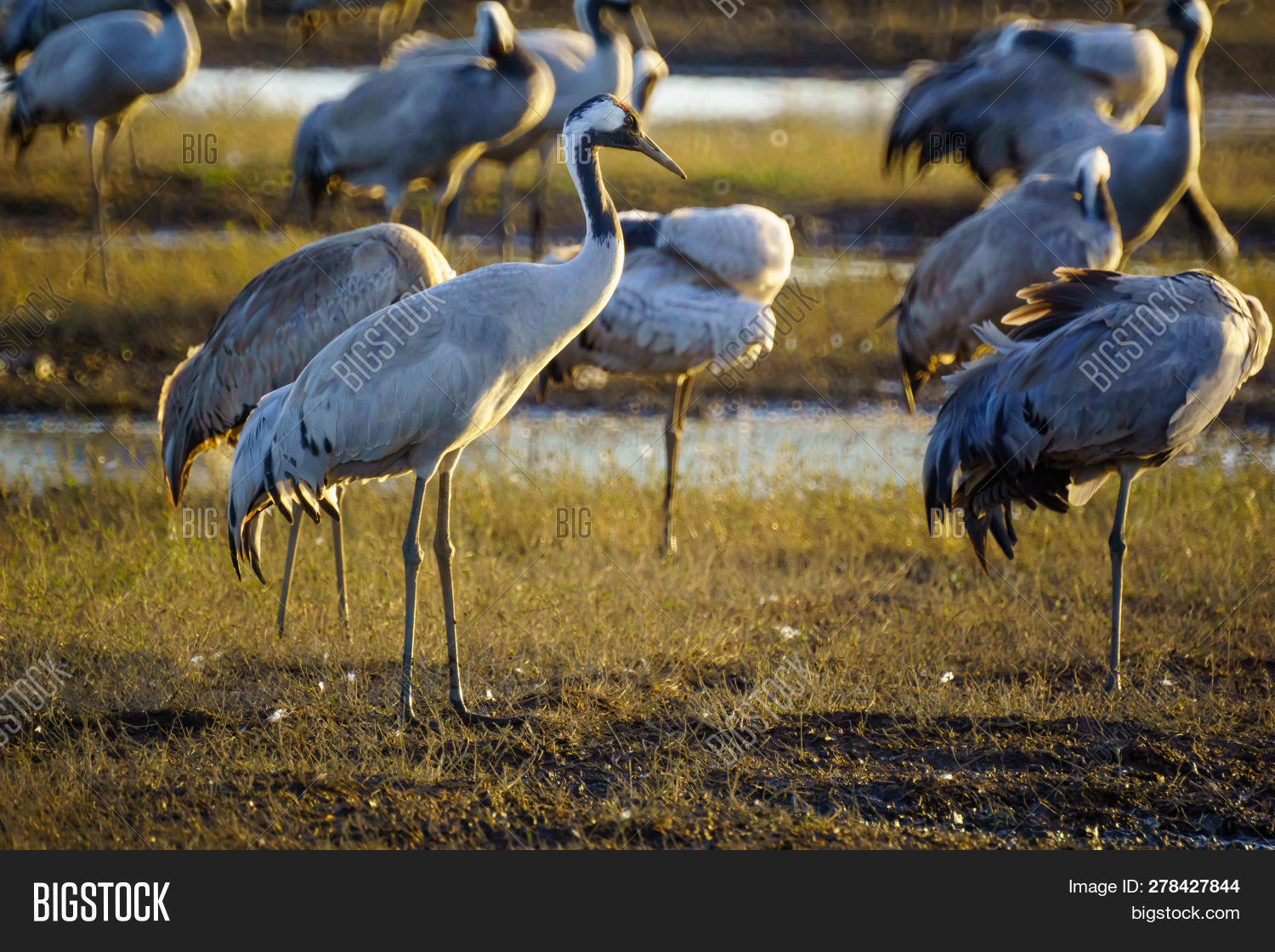 Common Crane Birds Image & Photo (Free Trial) | Bigstock