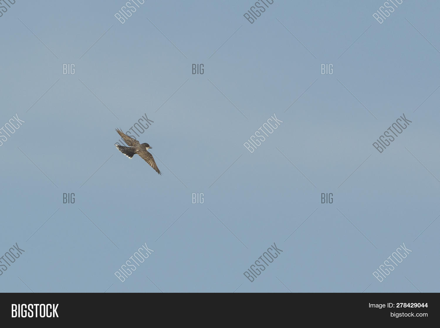 Eastern Kingbird Wings Image & Photo (Free Trial) | Bigstock