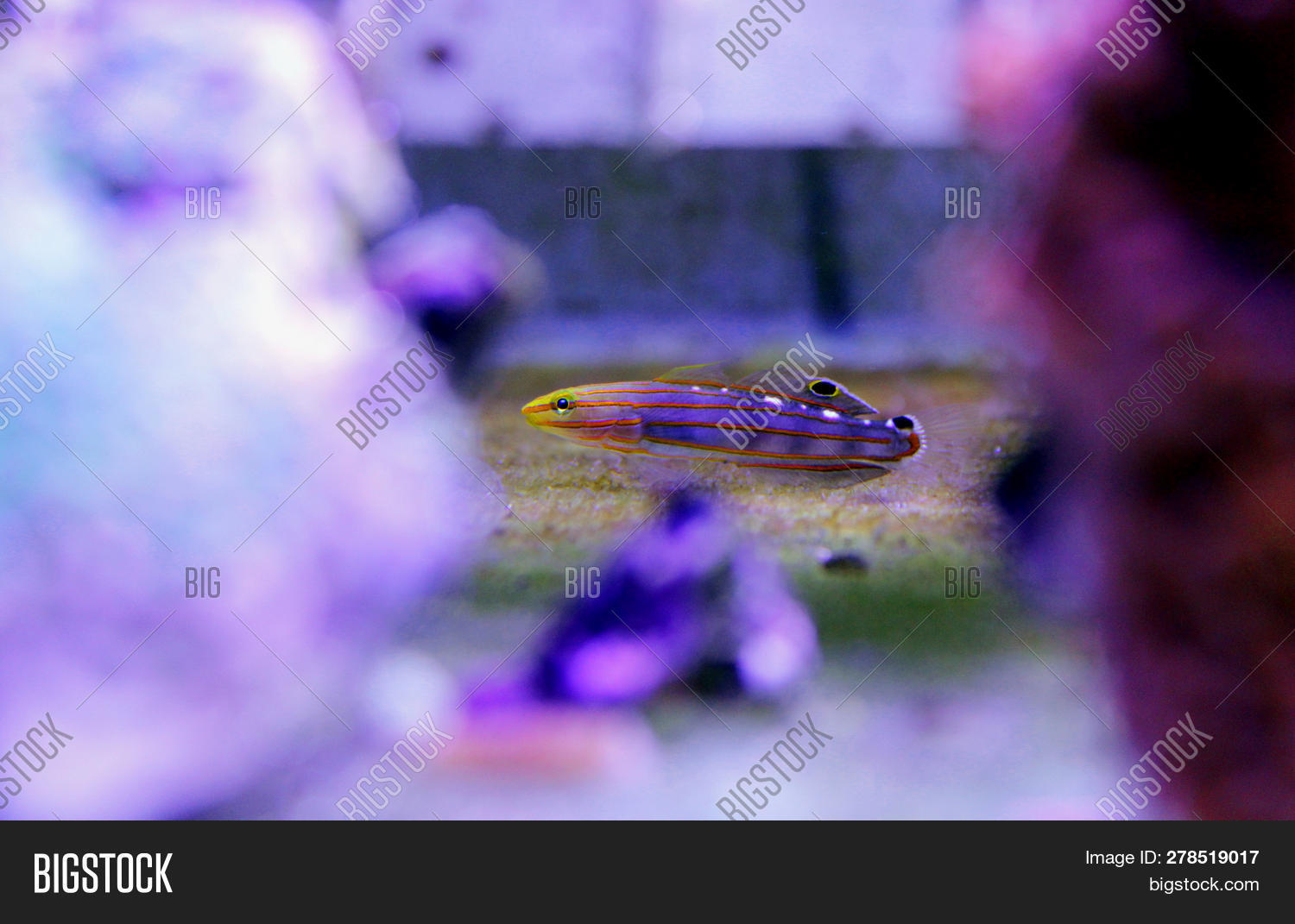 Court Jester Goby Fish Image & Photo (Free Trial) | Bigstock