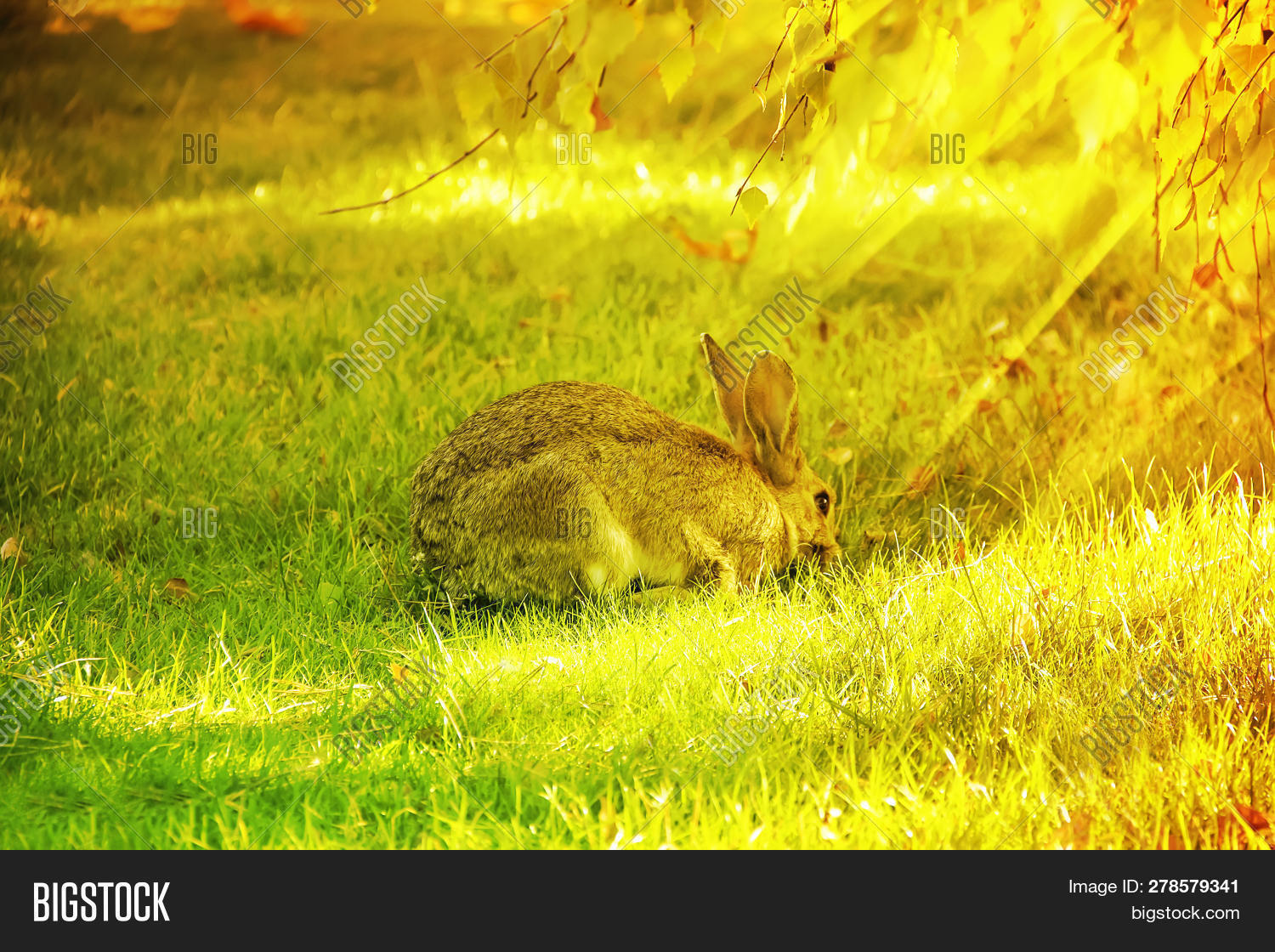 Hare Autumn Meadow Image & Photo (Free Trial) | Bigstock