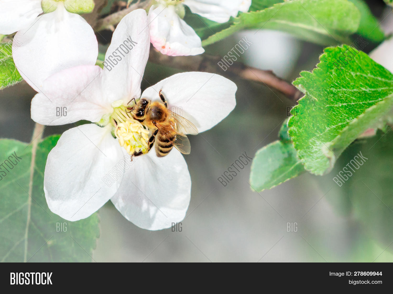 Apple Flower Bee Image & Photo (Free Trial) | Bigstock
