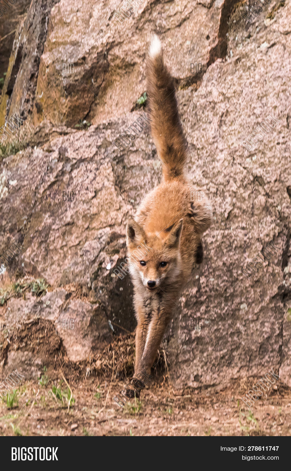 Red Fox Jumping , Image & Photo (Free Trial) | Bigstock