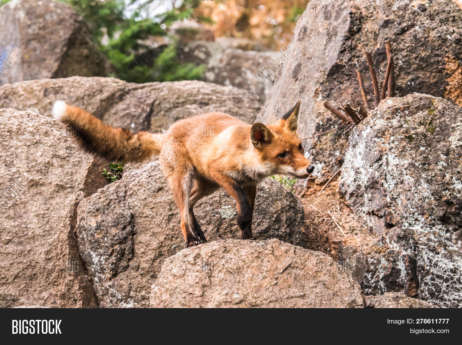 Red Fox Jumping , Image & Photo (Free Trial) | Bigstock