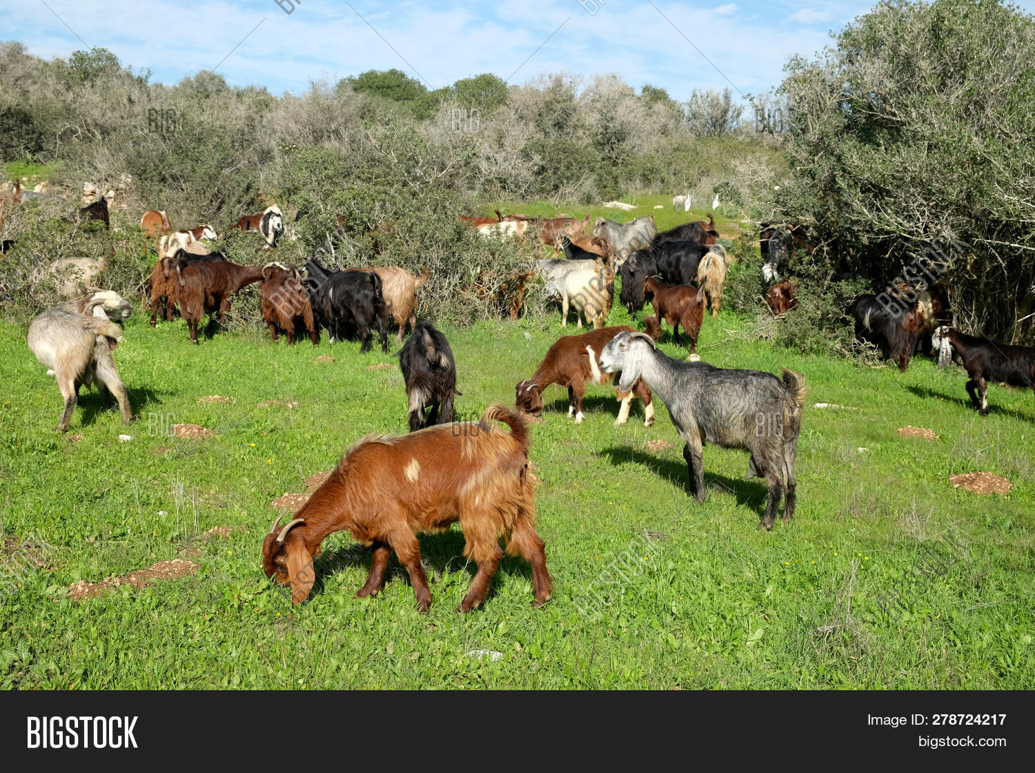 Herd Goats Grazes On Image & Photo (Free Trial) | Bigstock
