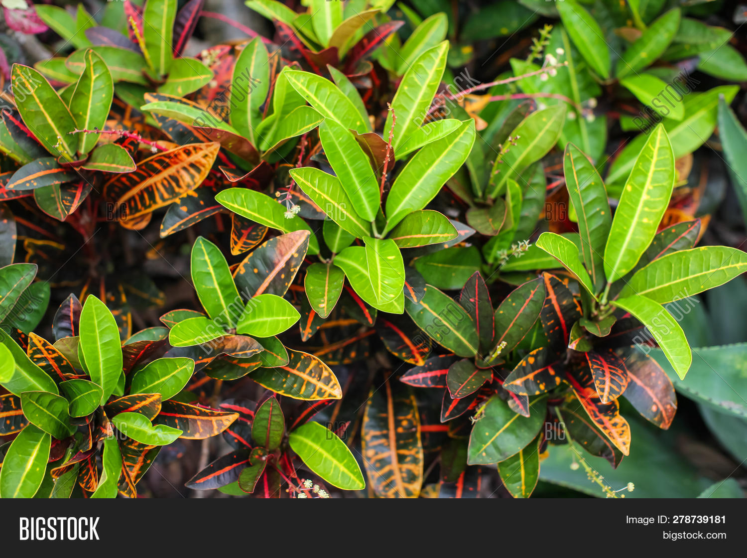 Colorful Croton Leaves Image & Photo (Free Trial) | Bigstock