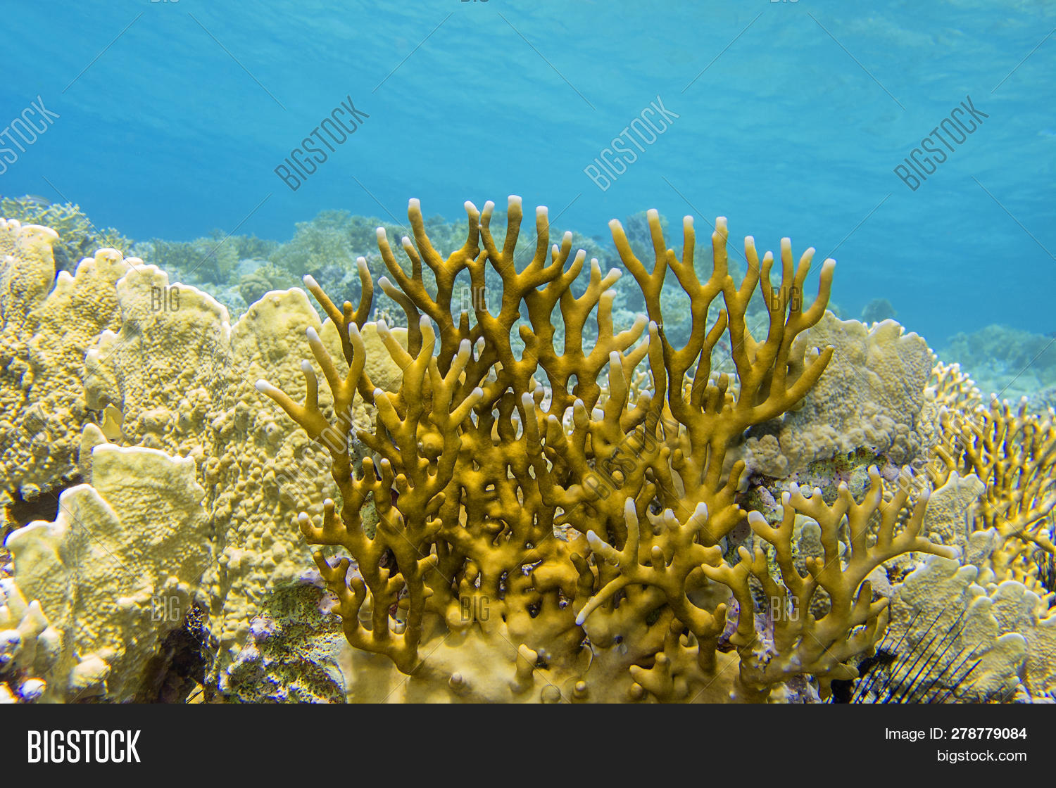 Colorful Coral Reef Image & Photo (Free Trial) | Bigstock