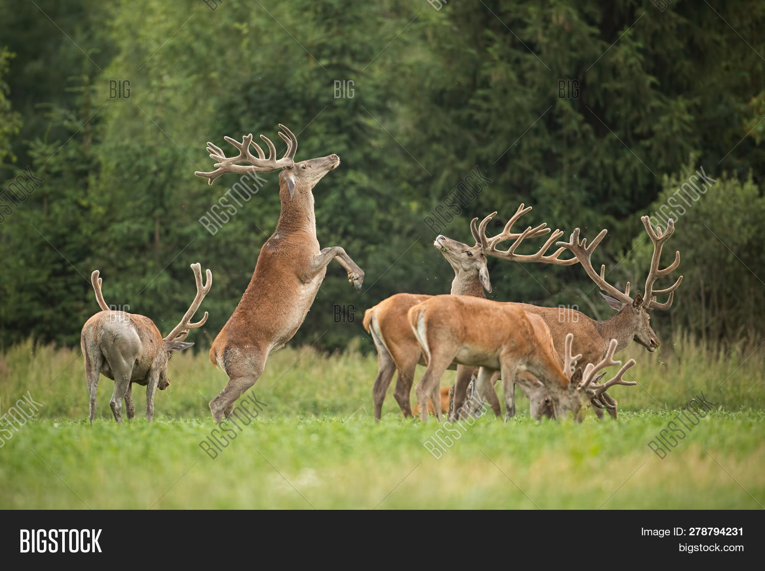 Two Fighting Red Deer Image & Photo (Free Trial) | Bigstock
