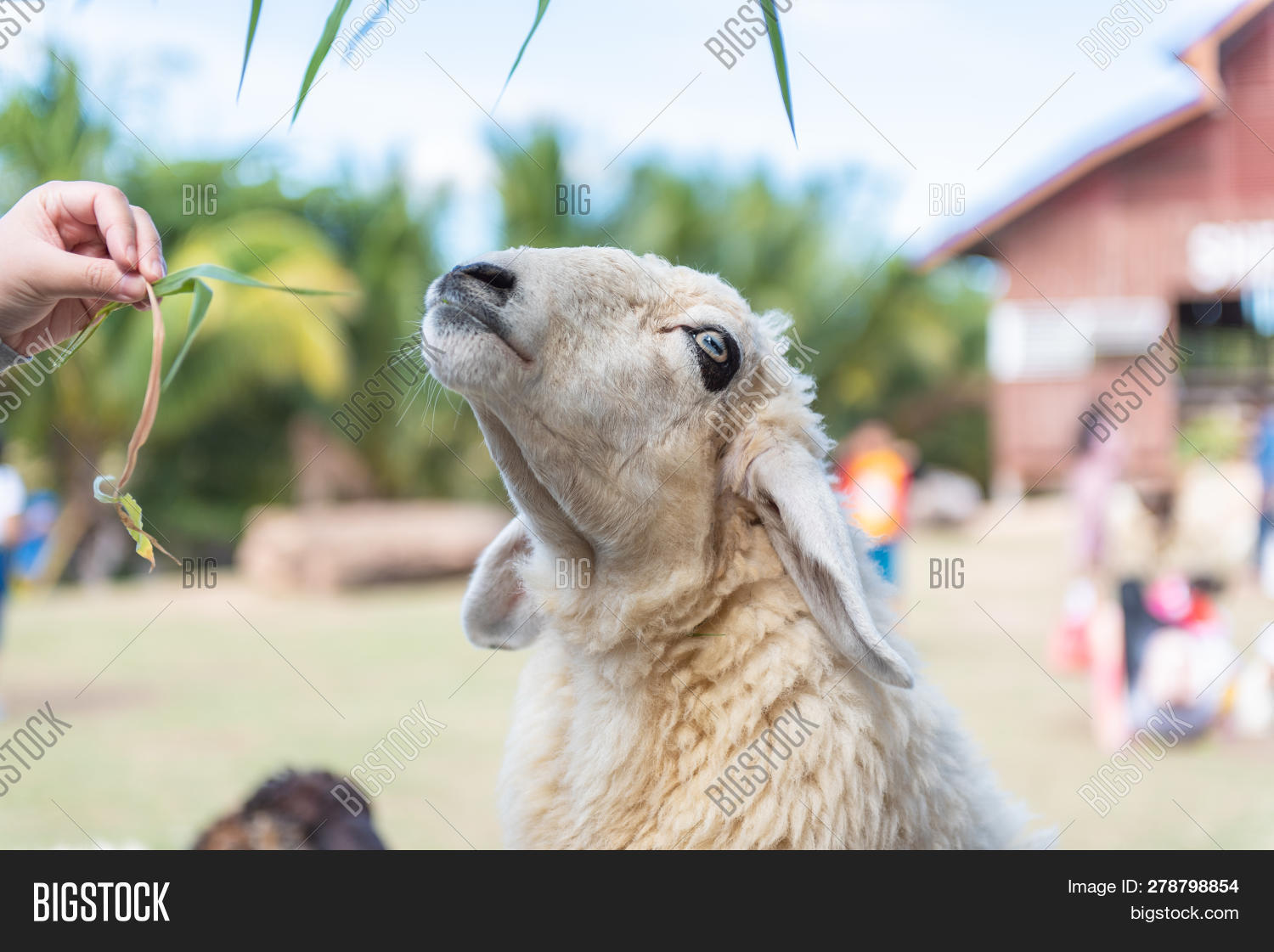 Lamb Eating Feed Image & Photo (Free Trial) | Bigstock