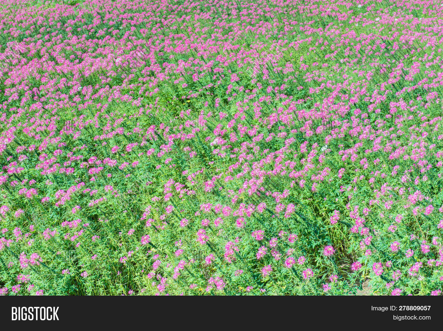 Beautiful Field Pink Image & Photo (Free Trial) | Bigstock