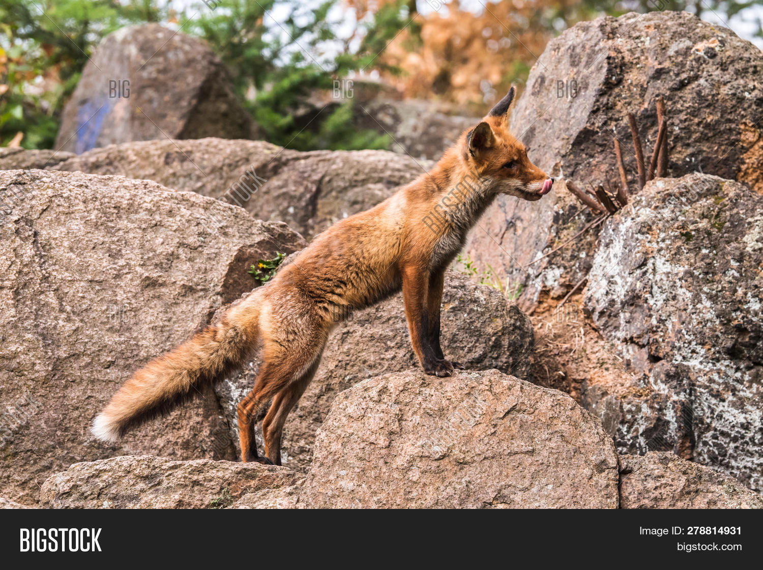 Red Fox Jumping , Image & Photo (Free Trial) | Bigstock