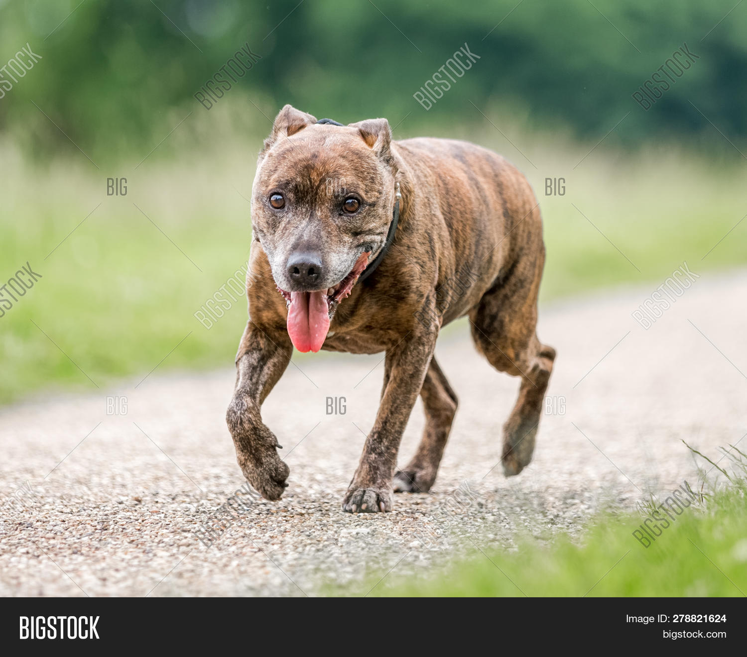 Older Staffy Portrait Image & Photo (Free Trial) | Bigstock