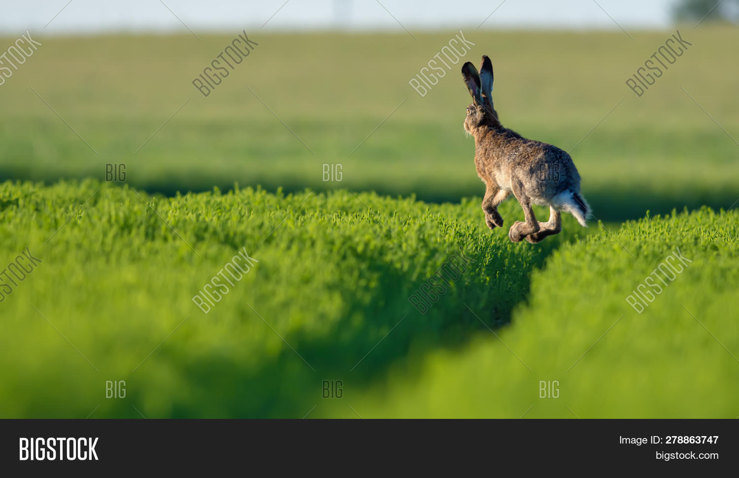 European Hare High Air Image & Photo (Free Trial) | Bigstock