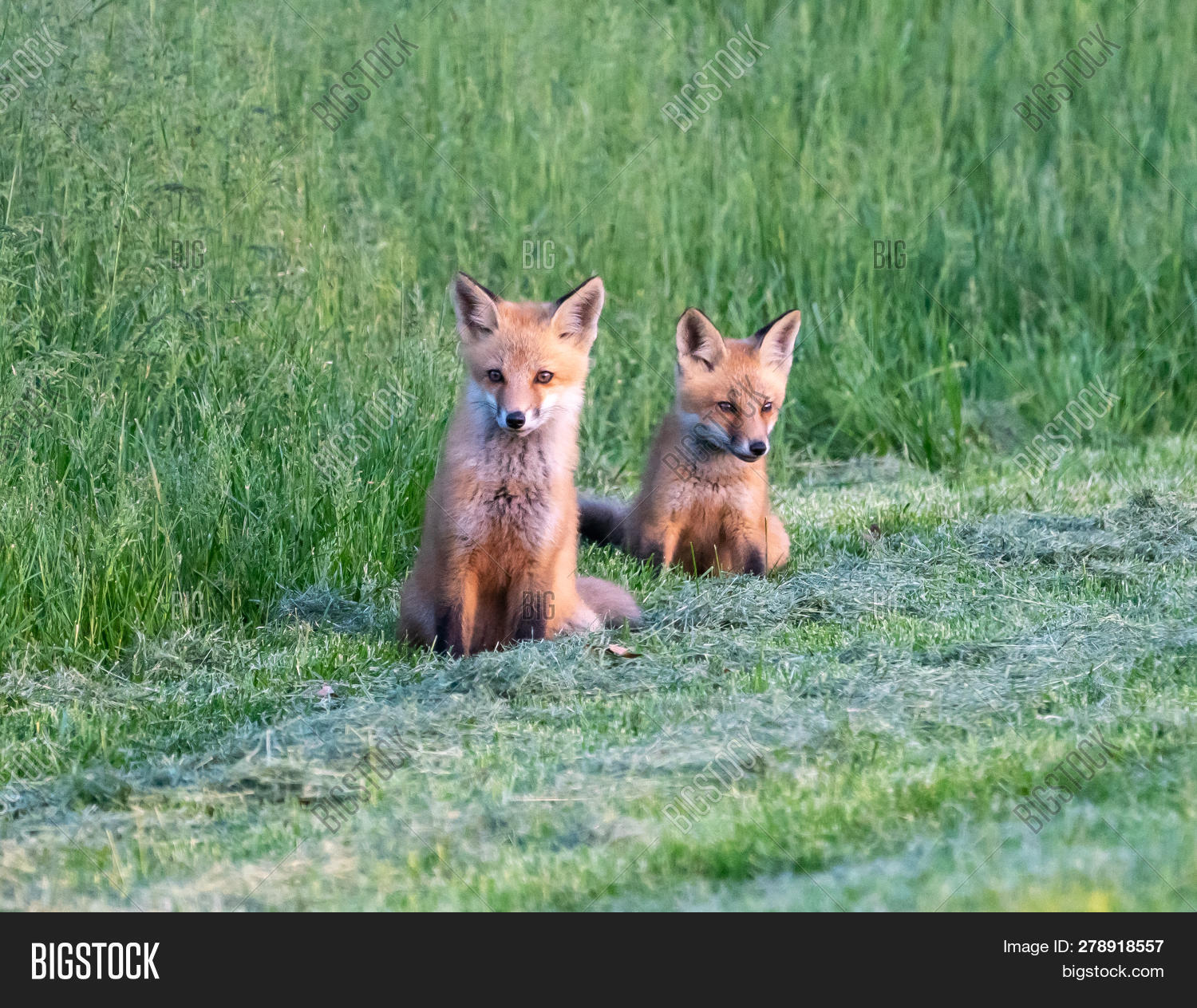 Curious Red Fox ( Image & Photo (Free Trial) | Bigstock