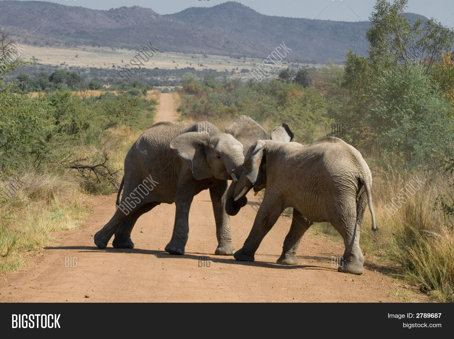 Elephant Battle Incl Image & Photo (Free Trial) | Bigstock