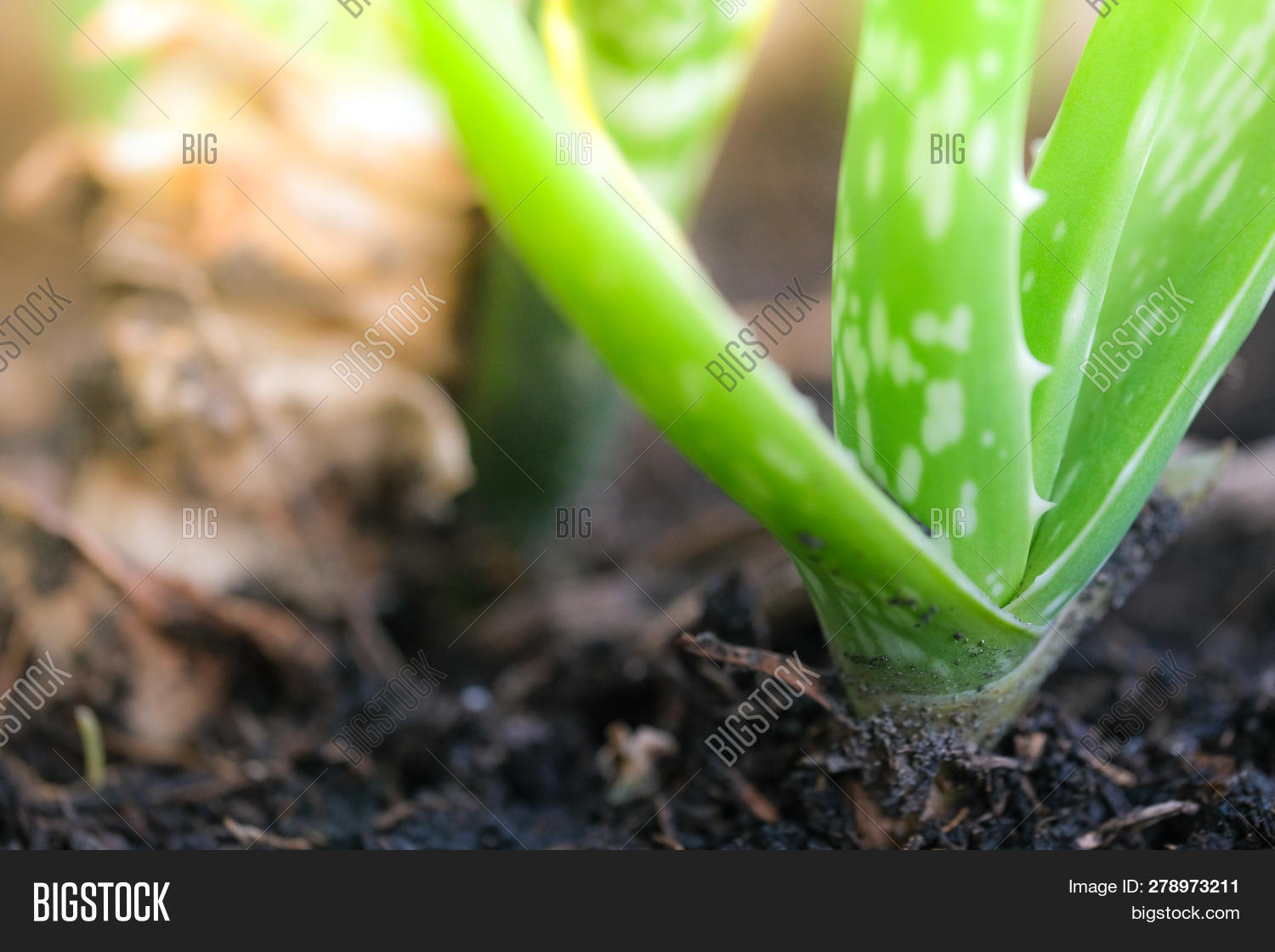 Close Aloe Vera Tree Image & Photo (Free Trial) | Bigstock