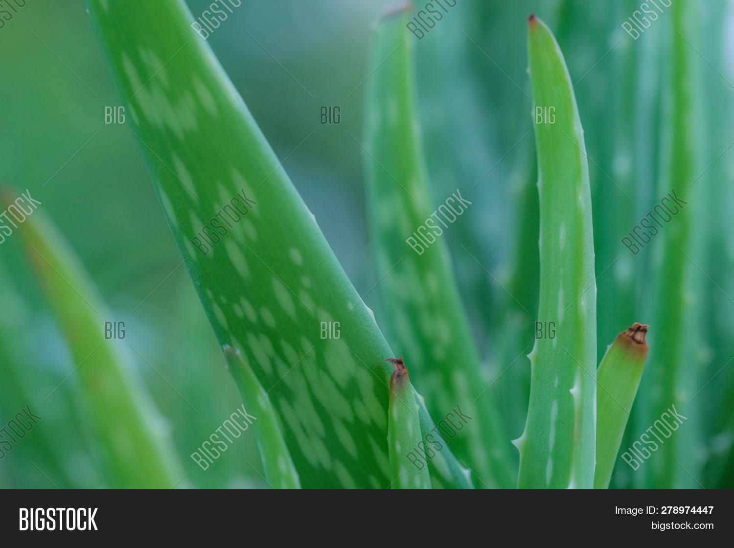 Close Aloe Vera Tree Image & Photo (Free Trial) | Bigstock